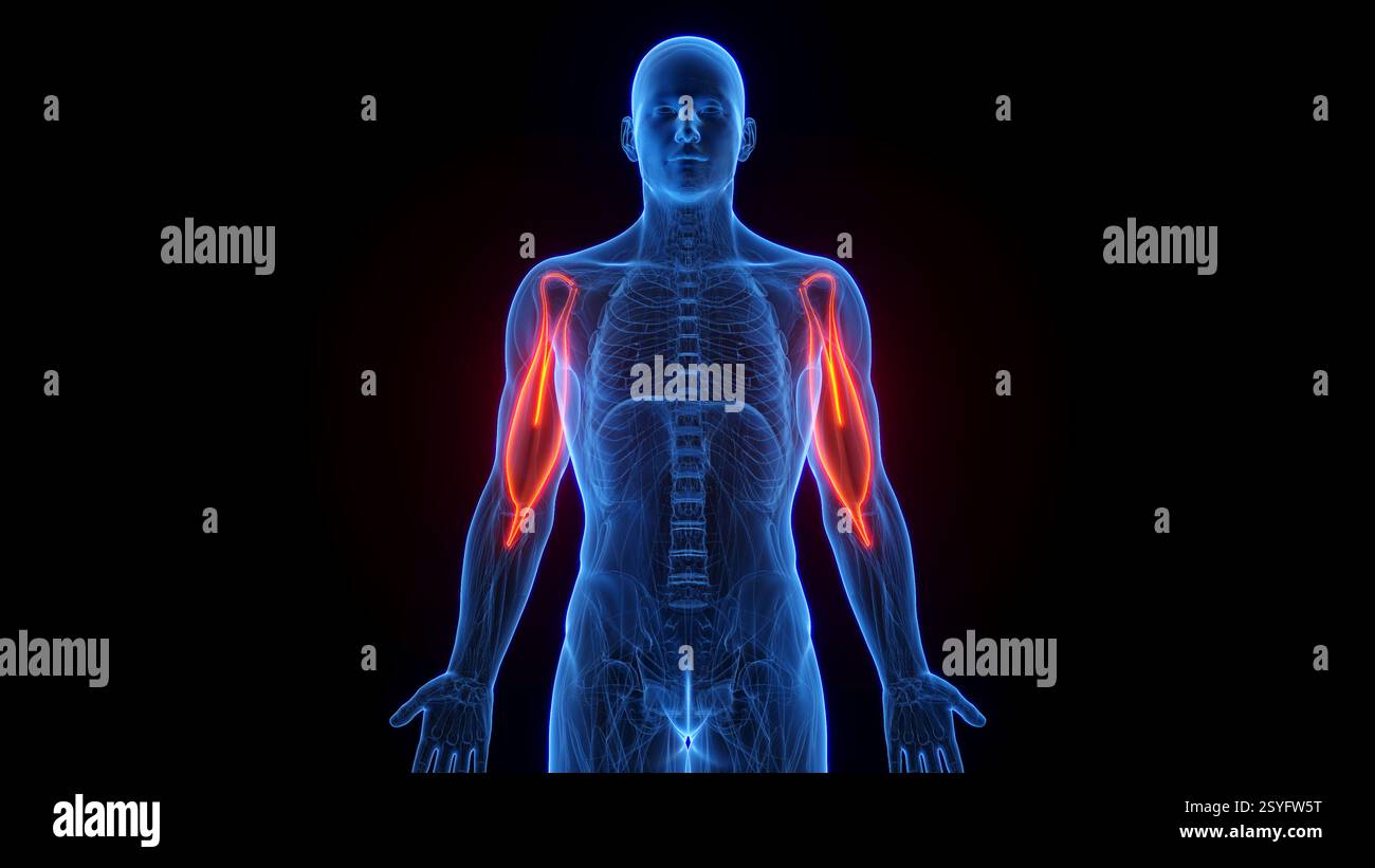 Biceps illustration hi-res stock photography and images - Alamy