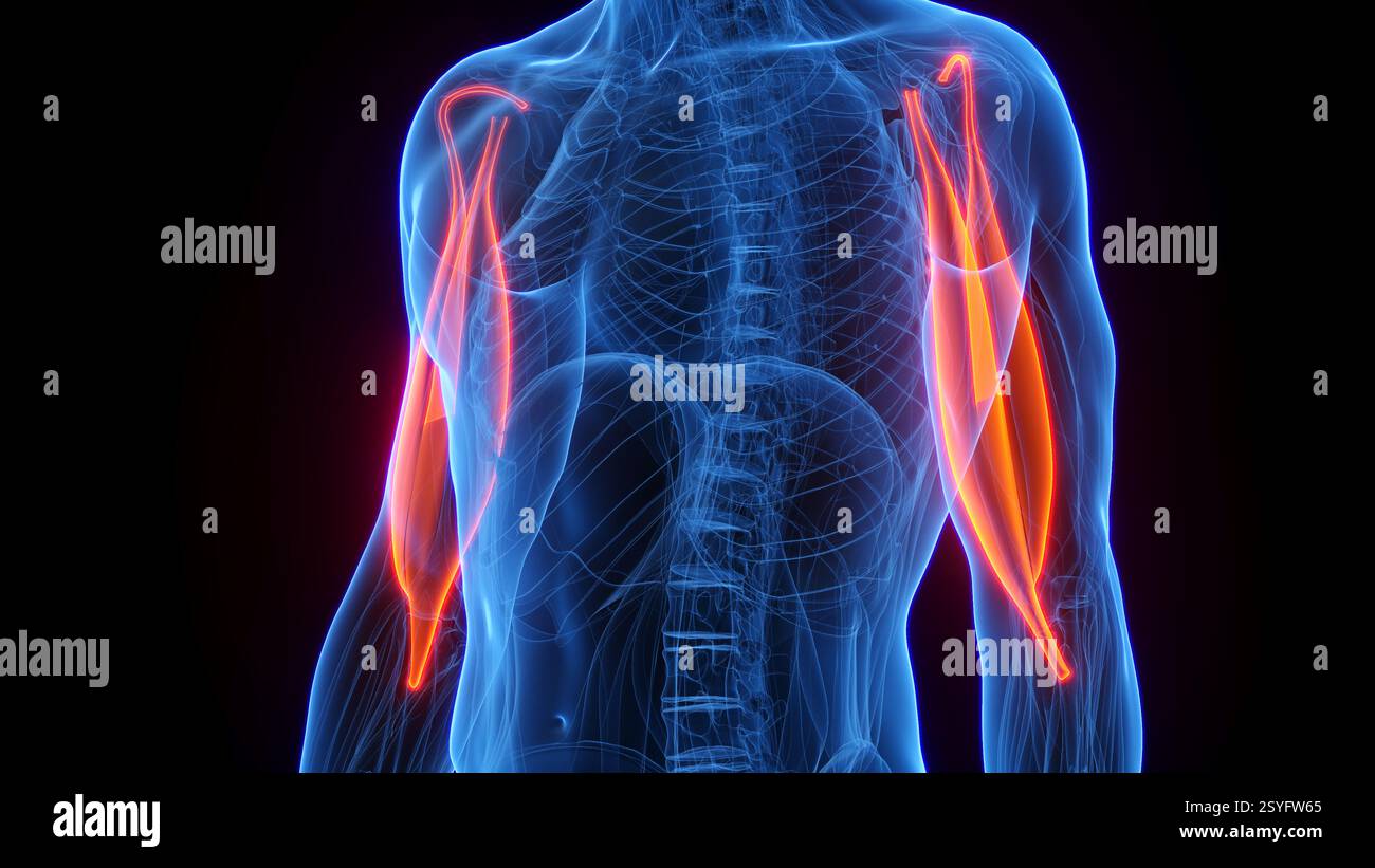 Biceps illustration hi-res stock photography and images - Alamy