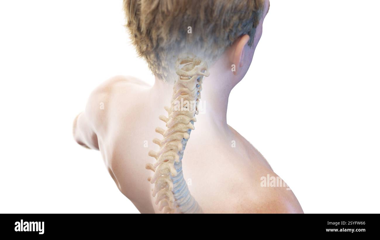 Posterior view of the skeletal neck, illustration Stock Photo - Alamy