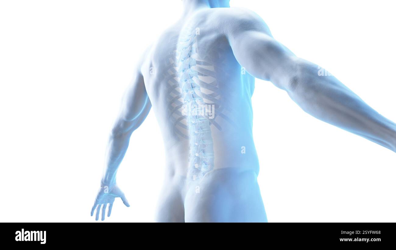 Posterior view of the skeletal back, illustration Stock Photo - Alamy