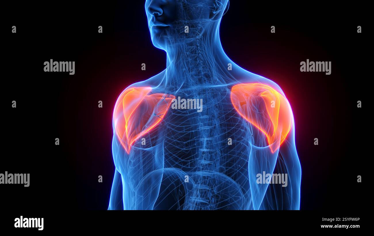 Anterior deltoids hi-res stock photography and images - Alamy
