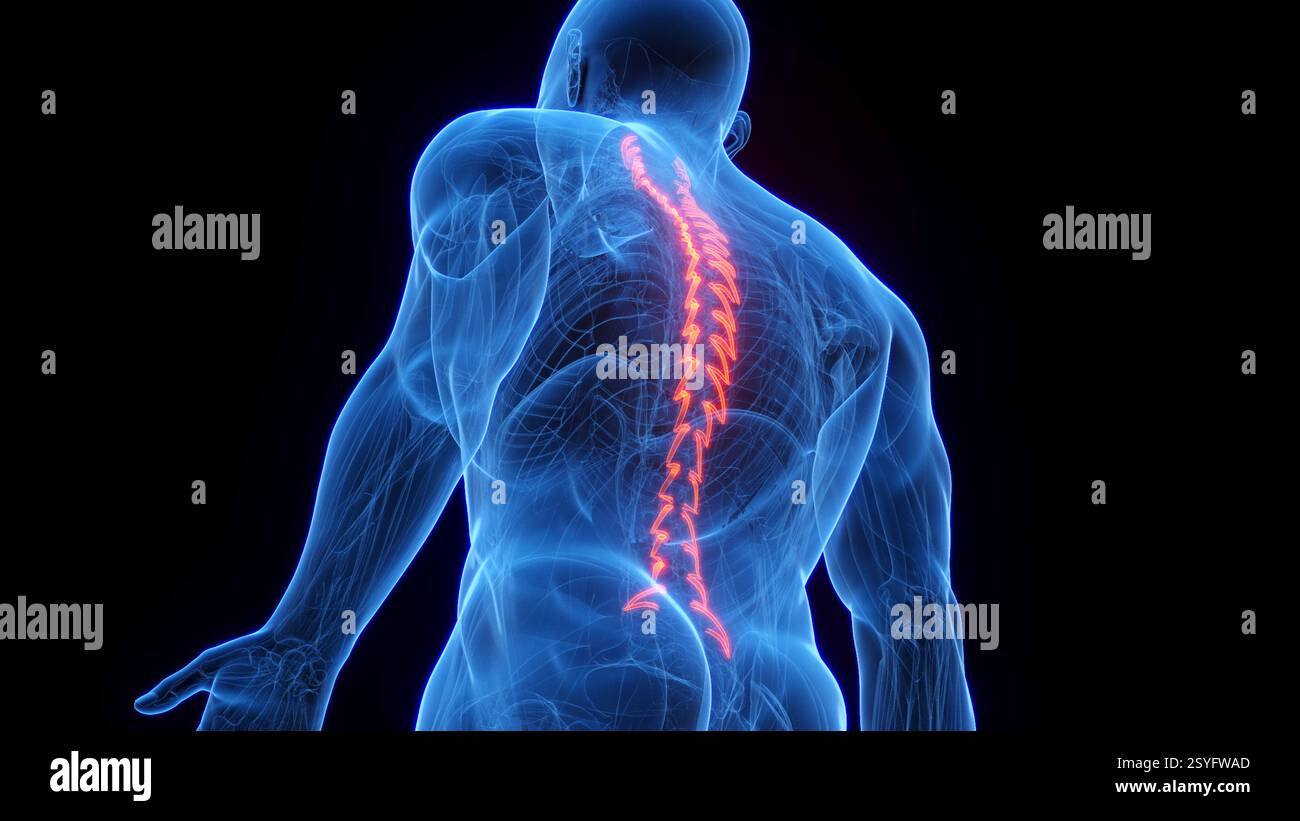 Transversospinalis muscles hi-res stock photography and images - Alamy