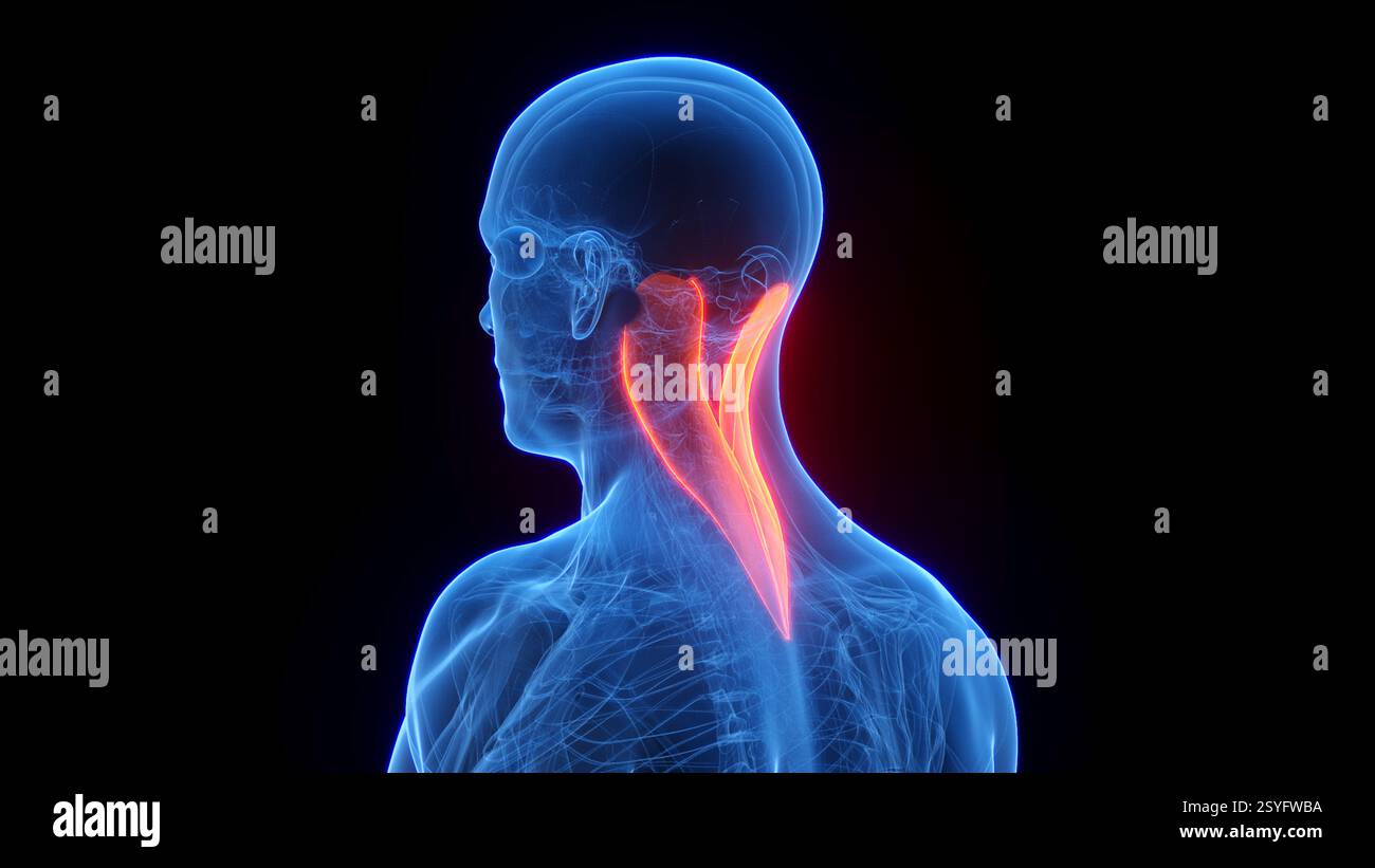 Splenius capitis, illustration Stock Photo - Alamy