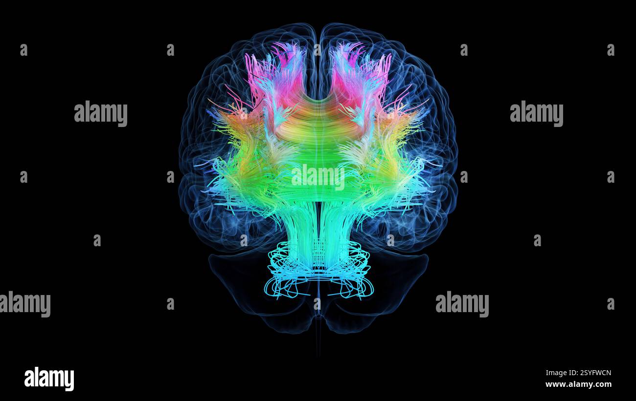 Brain white matter fibres, illustration Stock Photo - Alamy