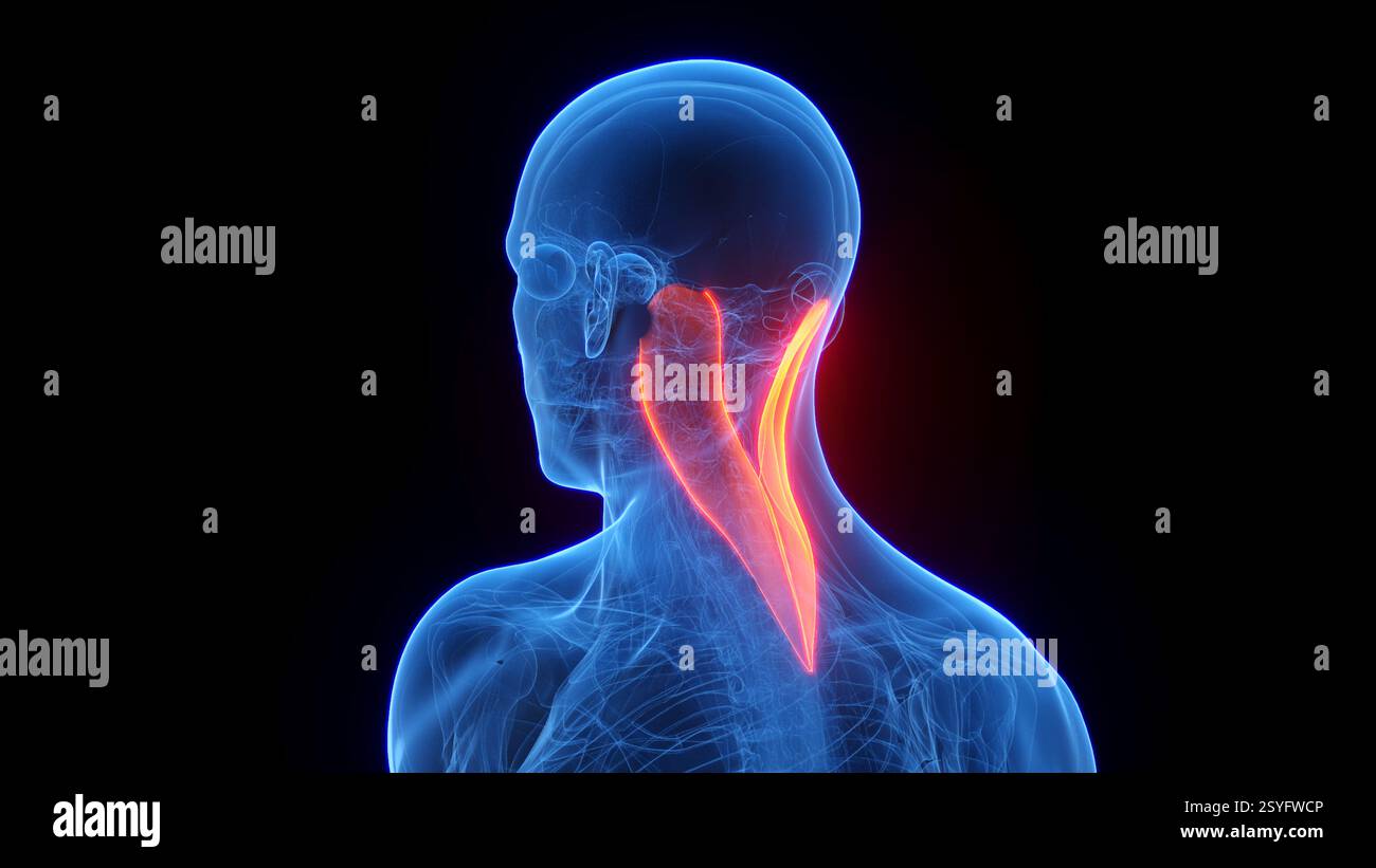 Splenius capitis, illustration Stock Photo - Alamy