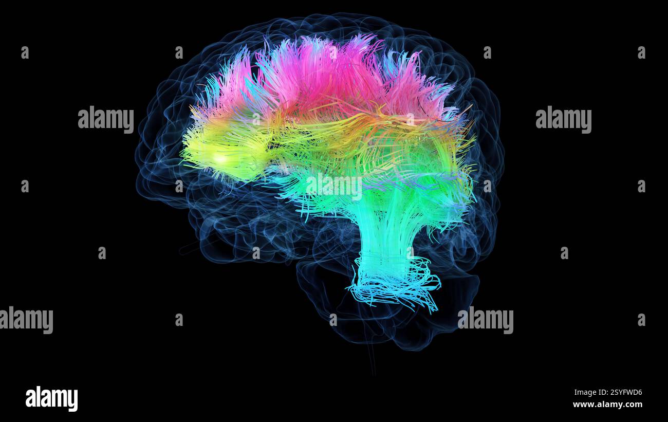 Brain white matter fibres, illustration Stock Photo - Alamy