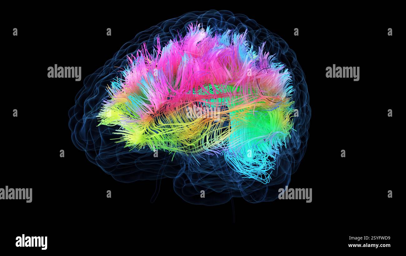 Brain white matter fibres, illustration Stock Photo - Alamy