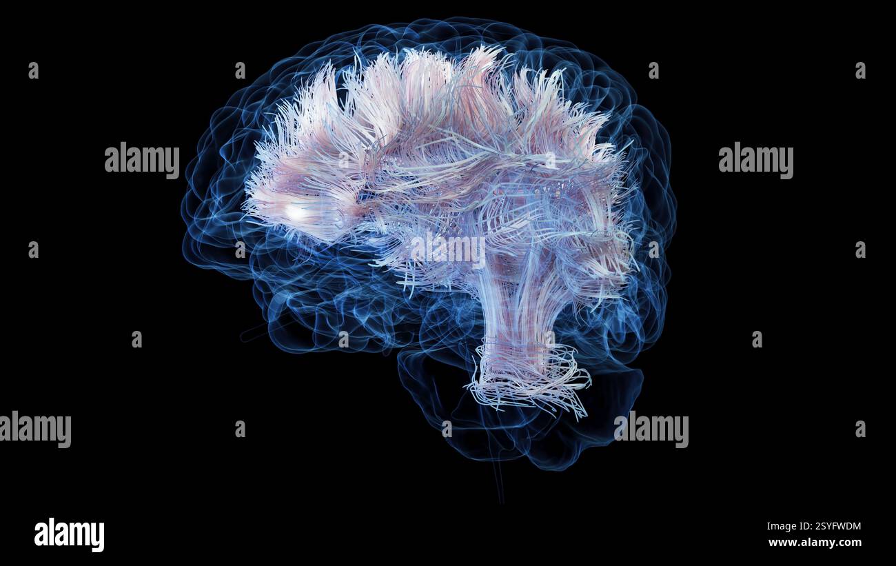 Brain white matter fibres, illustration Stock Photo - Alamy
