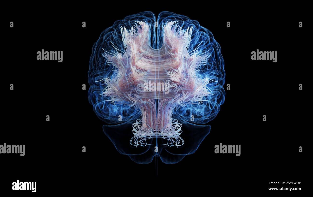 Brain white matter fibres, illustration Stock Photo - Alamy