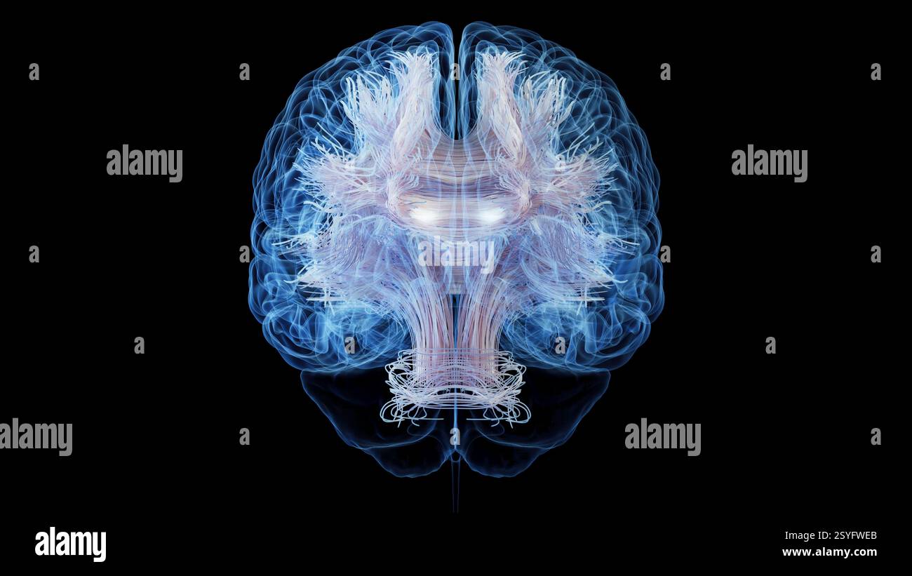 Brain white matter fibres, illustration Stock Photo - Alamy