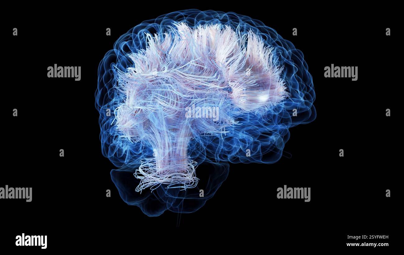 Brain white matter fibres, illustration Stock Photo - Alamy
