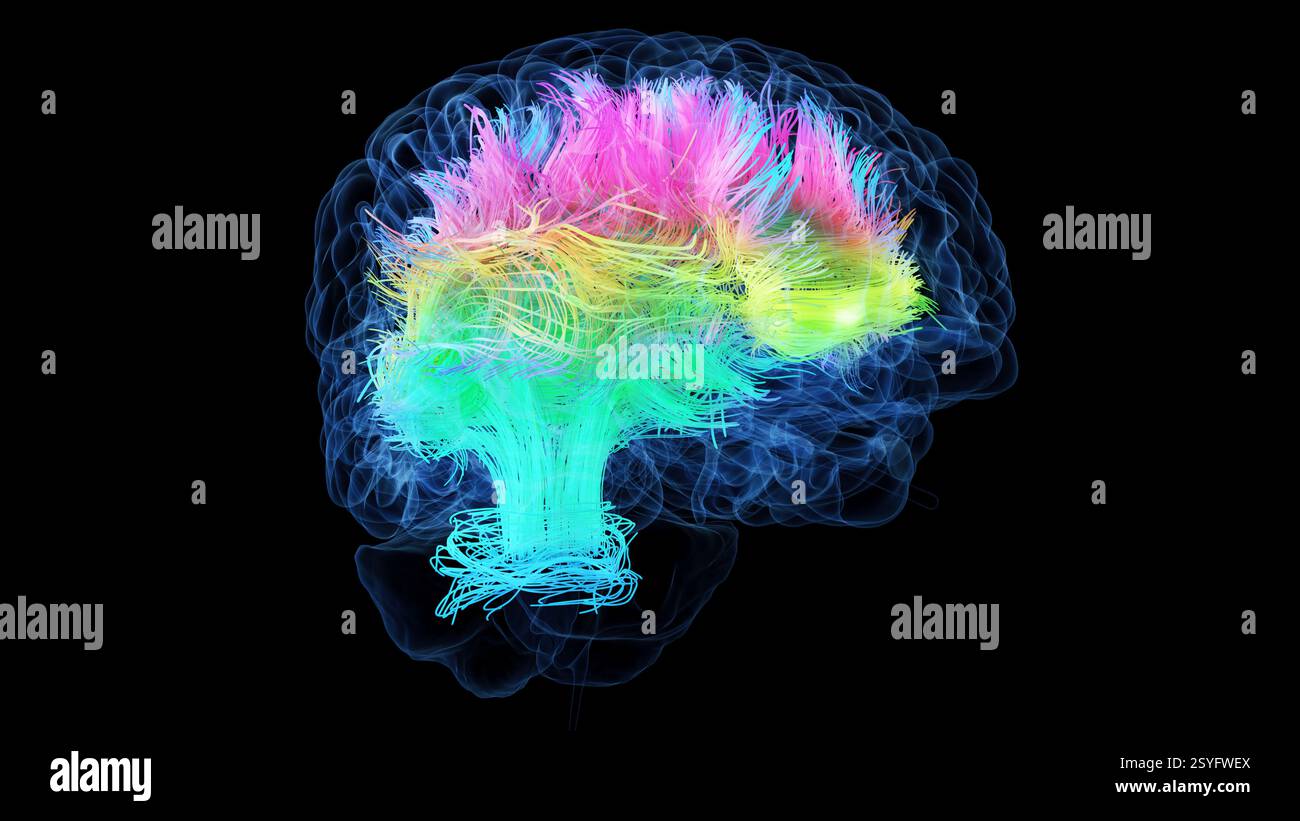 Brain white matter fibres, illustration Stock Photo - Alamy