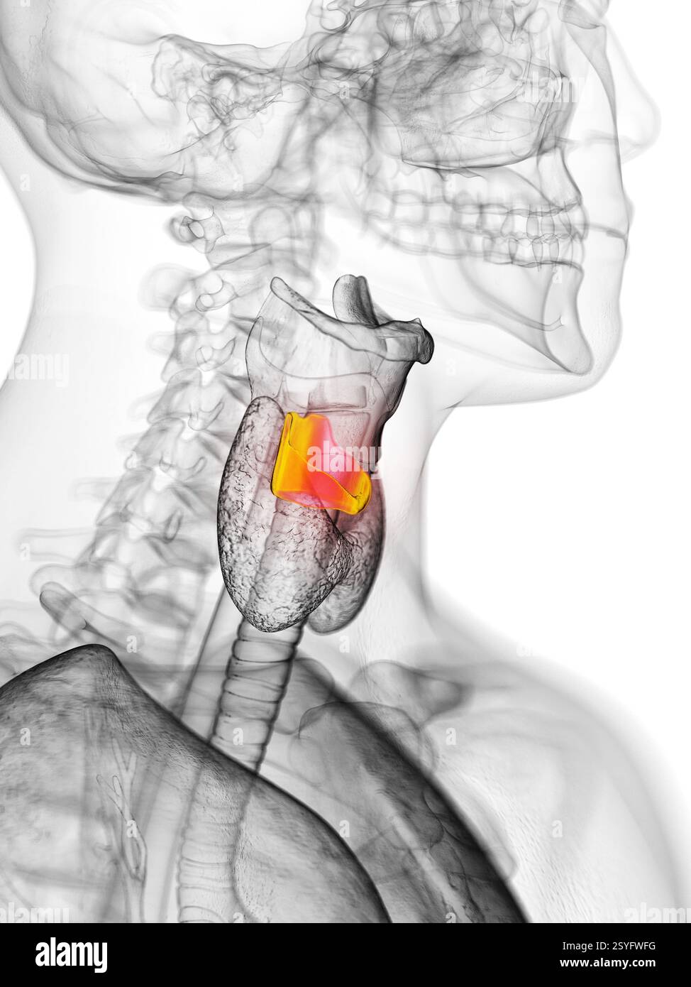 Cricoid cartilage, illustration Stock Photo - Alamy