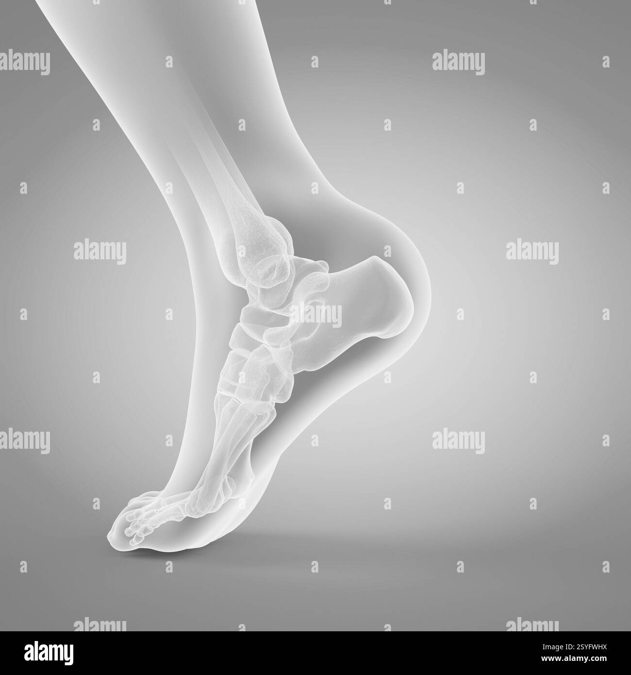 Bones of the foot, illustration Stock Photo - Alamy