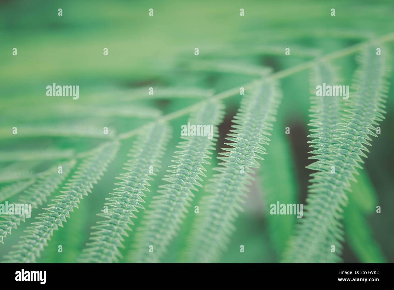 Greenery background, green color of nature plant and leaf environment ...