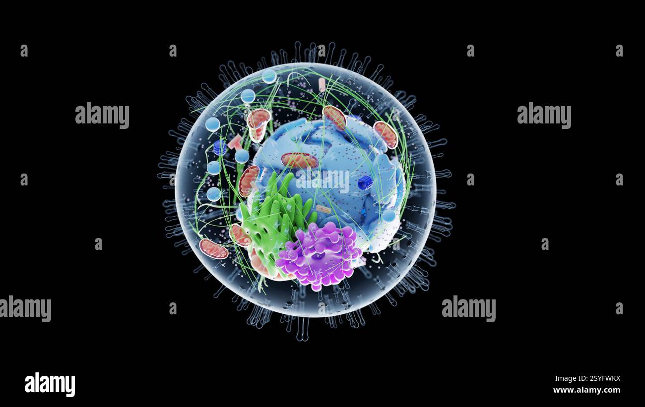 Human cell, illustration Stock Photo - Alamy