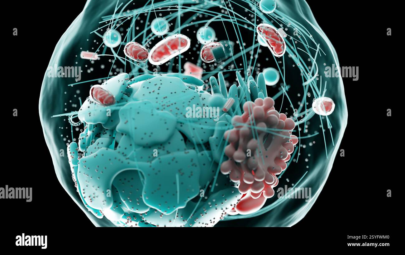 Human cell, illustration Stock Photo - Alamy