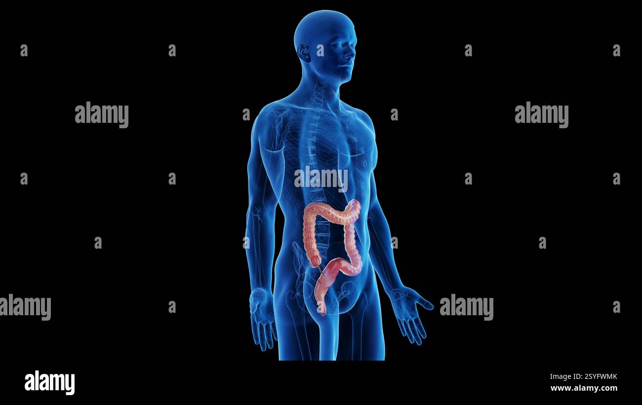 Male large intestine, illustration Stock Photo - Alamy