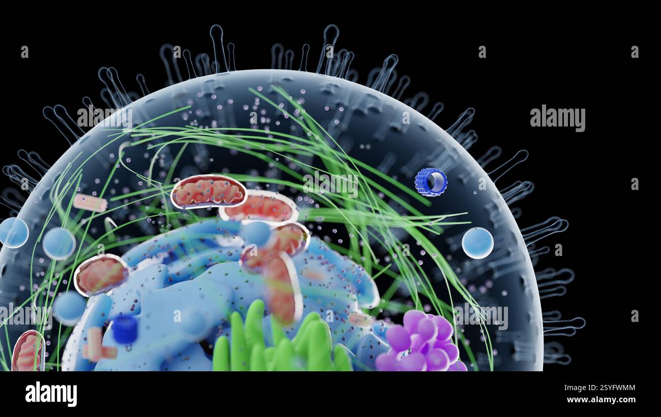 Human cell, illustration Stock Photo - Alamy