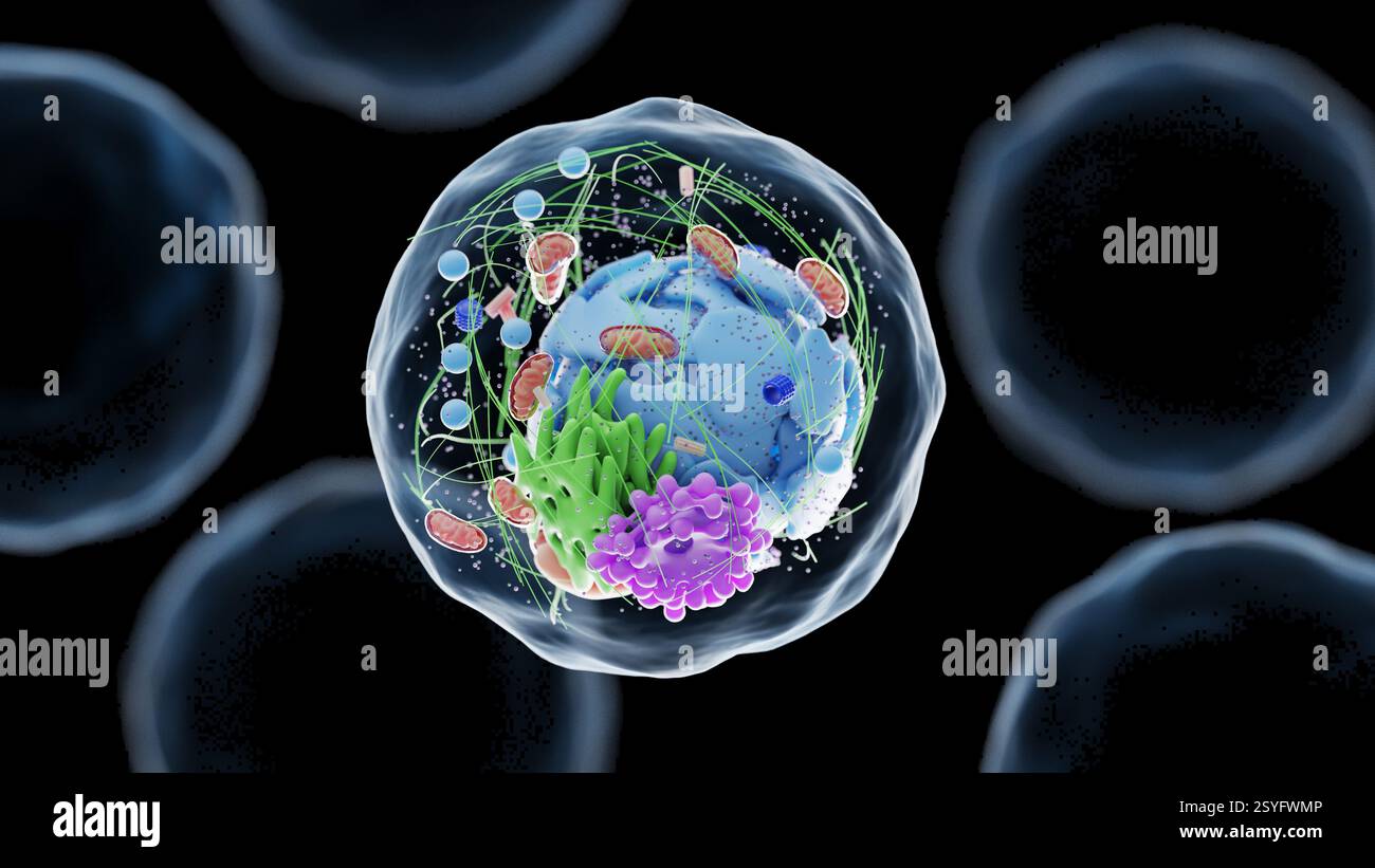 Human cell, illustration Stock Photo - Alamy