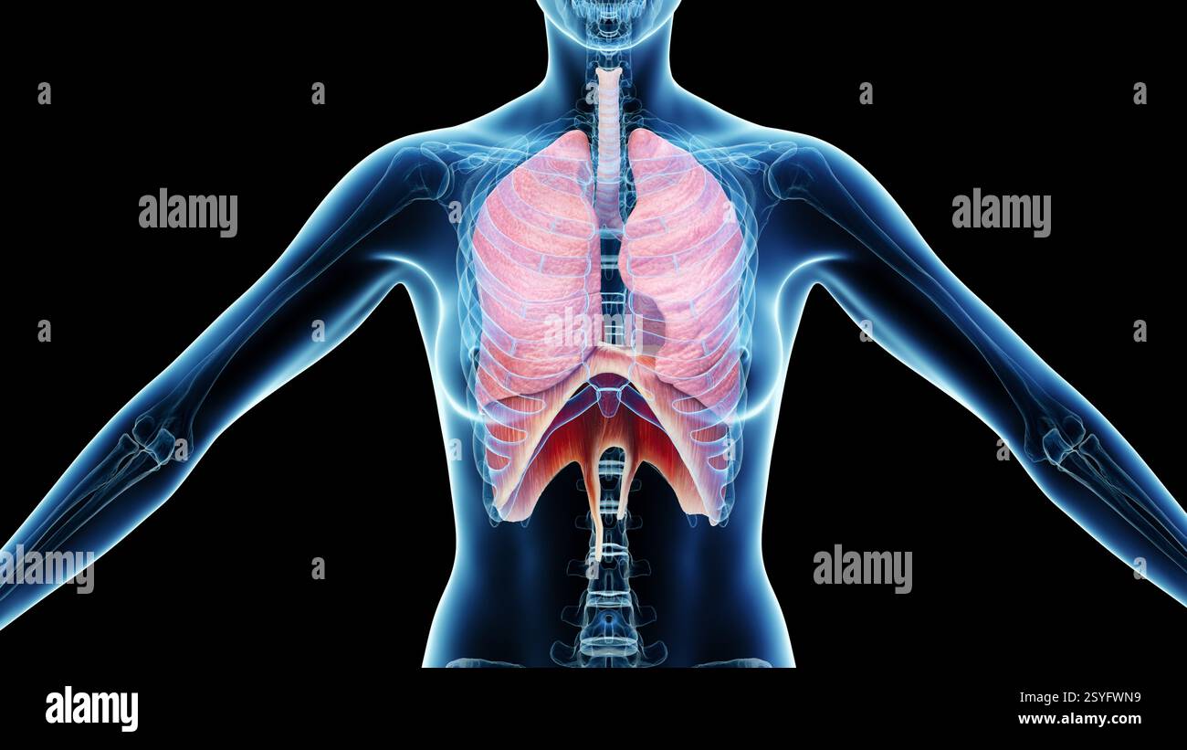 Female respiratory system, illustration Stock Photo - Alamy