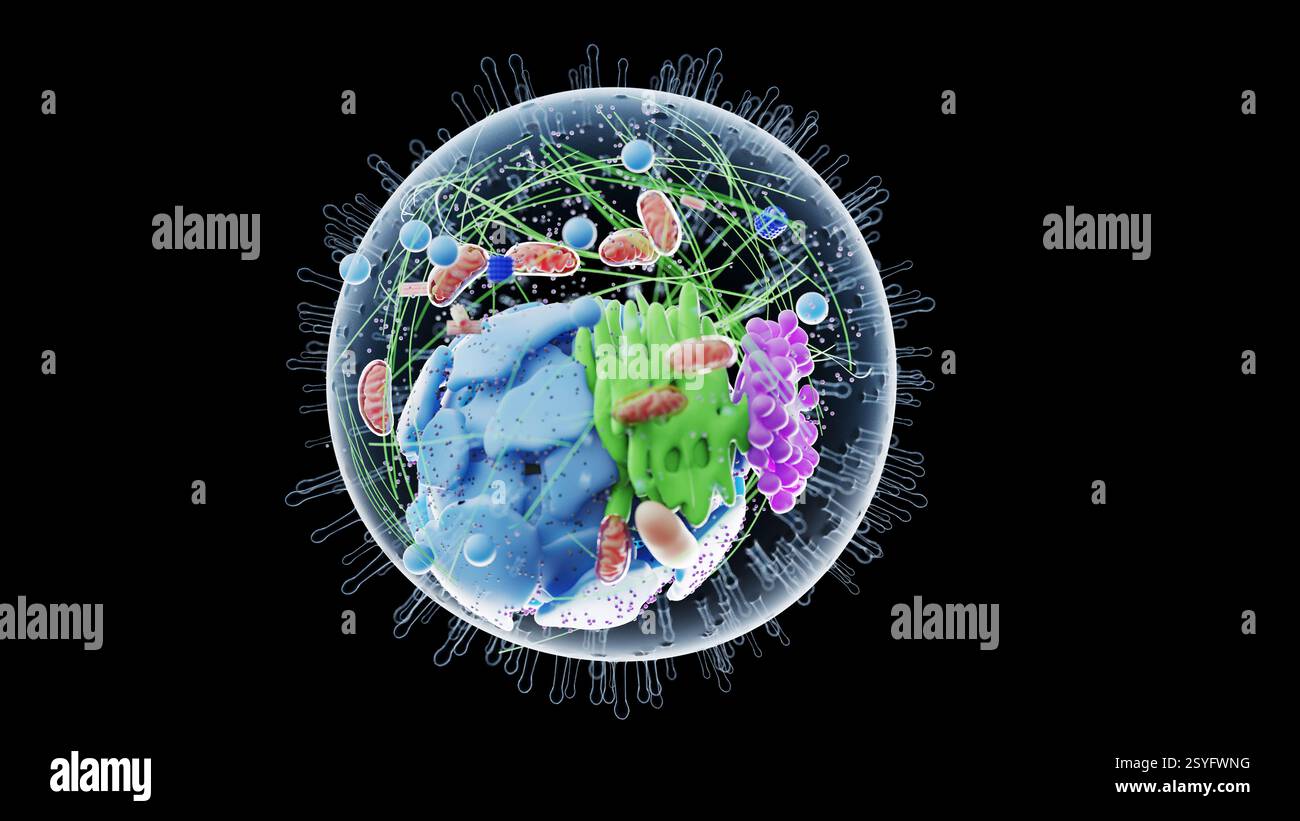 Human cell, illustration Stock Photo - Alamy