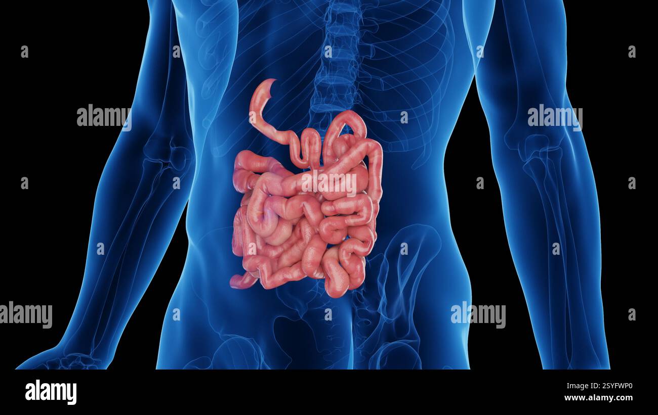 Human lower gastrointestinal tract hi-res stock photography and images ...