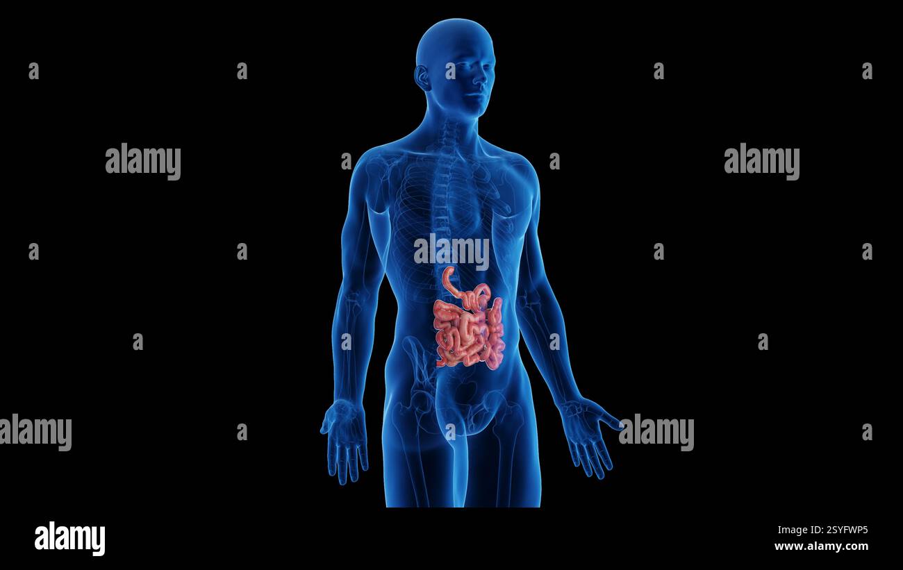 Male small intestine, illustration Stock Photo - Alamy