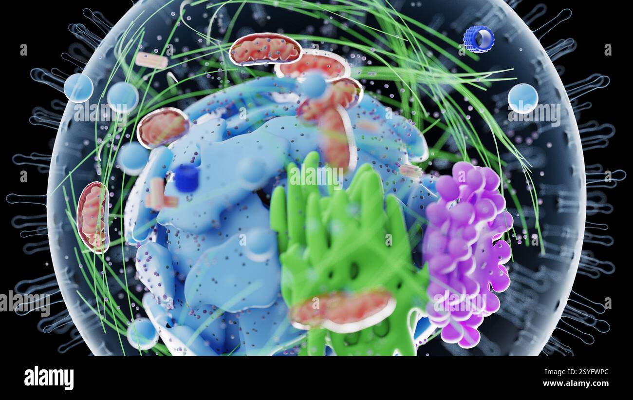 Human cell, illustration Stock Photo - Alamy