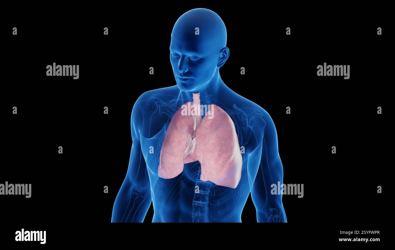 Male respiratory system, illustration Stock Photo - Alamy