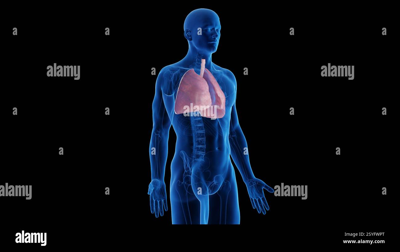Male respiratory system, illustration Stock Photo - Alamy