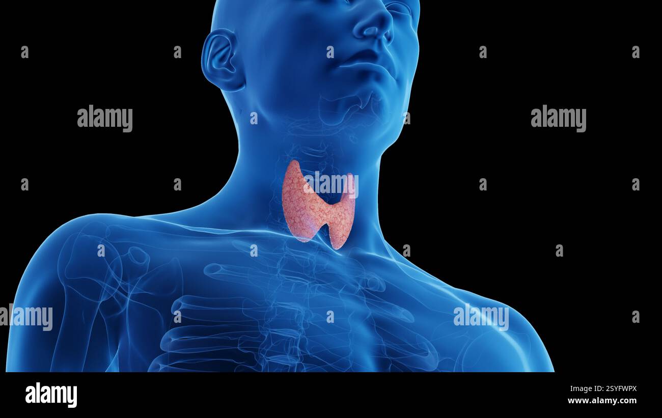 Male thyroid gland, illustration Stock Photo - Alamy