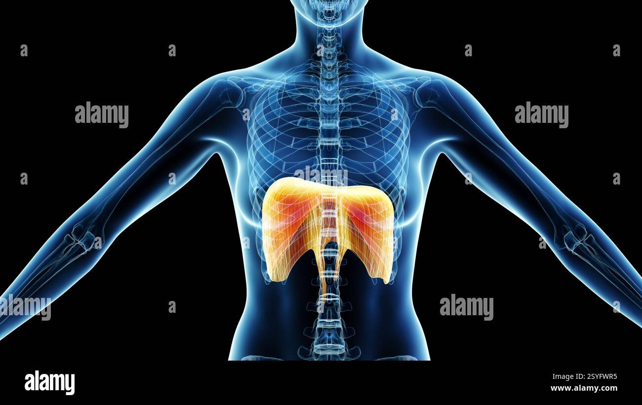 Female diaphragm, illustration Stock Photo - Alamy