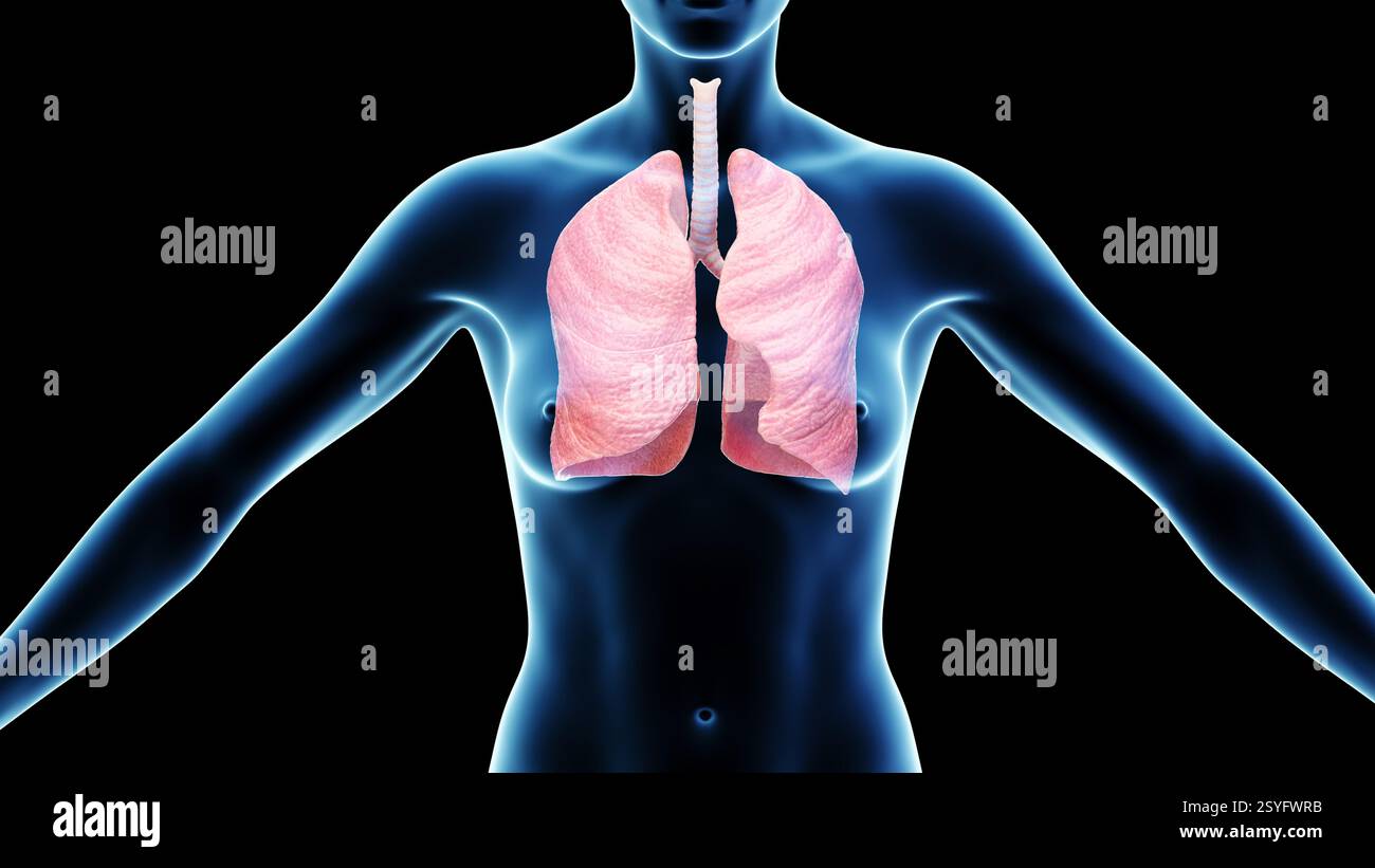 Female lungs and trachea, illustration Stock Photo - Alamy