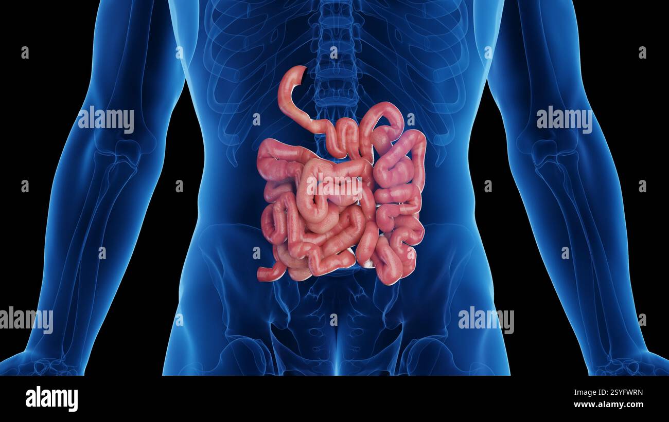 Male small intestine, illustration Stock Photo - Alamy