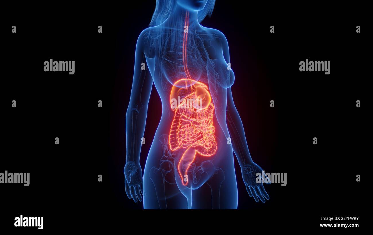 Female digestive system, illustration Stock Photo - Alamy