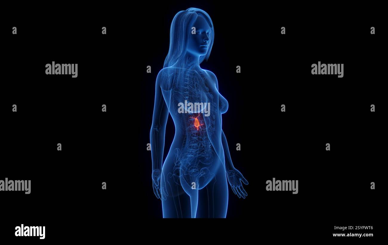 Female gallbladder, illustration Stock Photo - Alamy