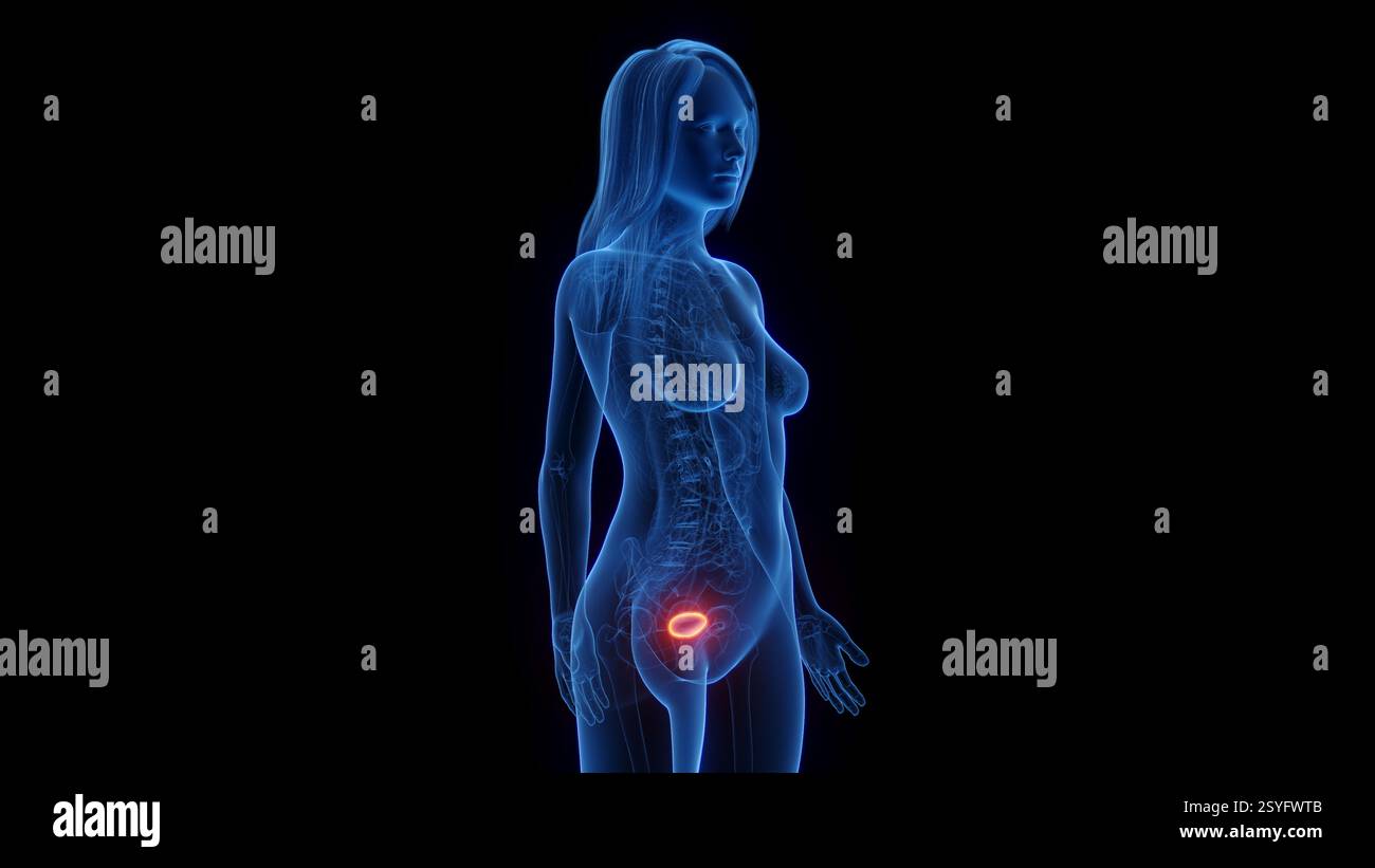 Female urinary bladder, illustration Stock Photo - Alamy