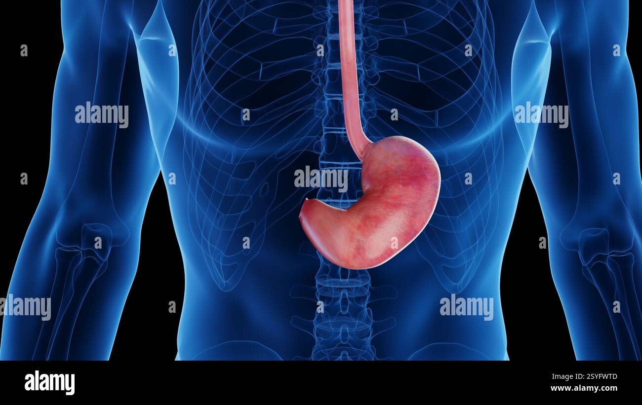 Male stomach, illustration Stock Photo - Alamy