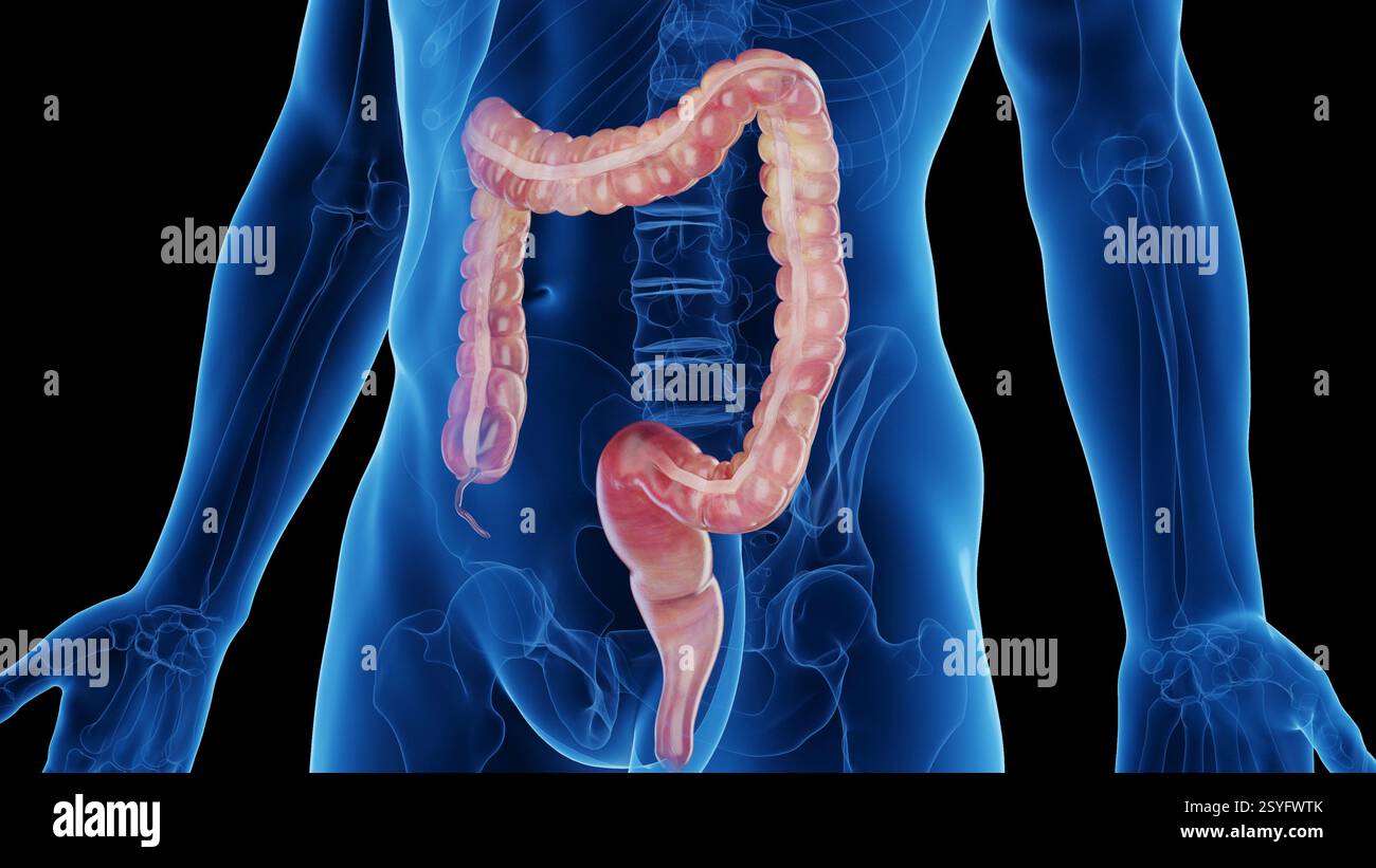 Male large intestine, illustration Stock Photo - Alamy