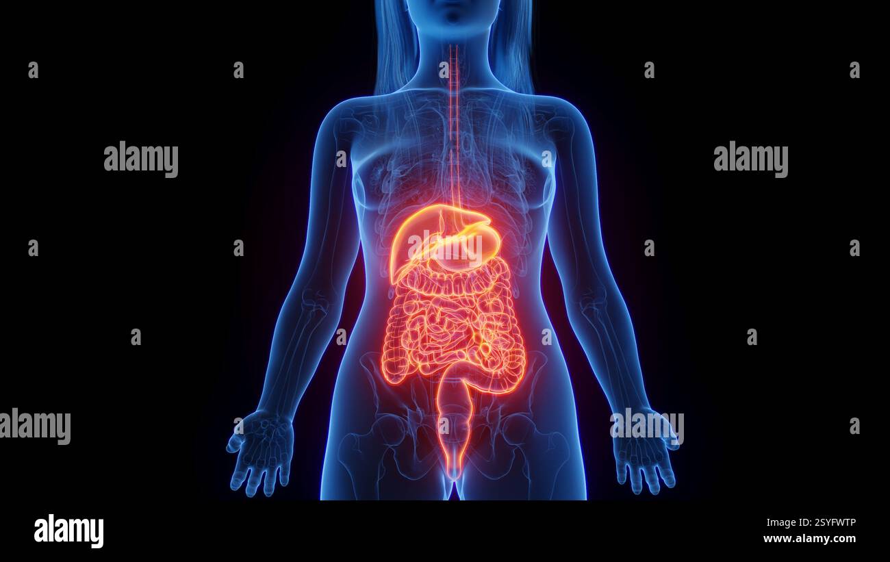 Female digestive system, illustration Stock Photo - Alamy