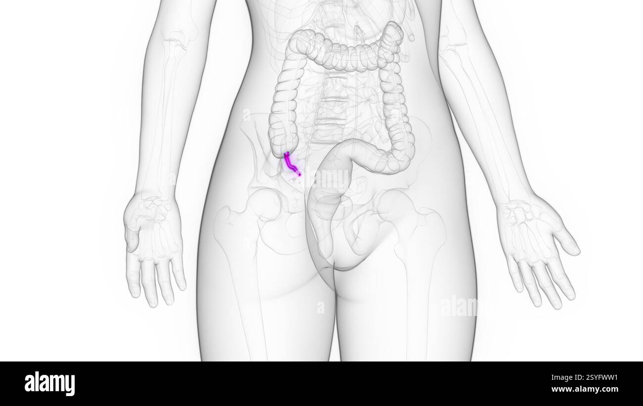 Female appendix, illustration Stock Photo - Alamy