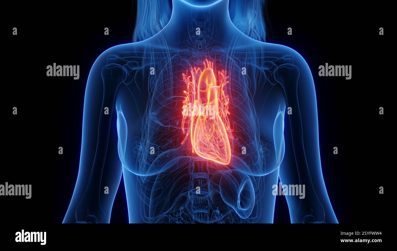 Female heart, illustration Stock Photo - Alamy