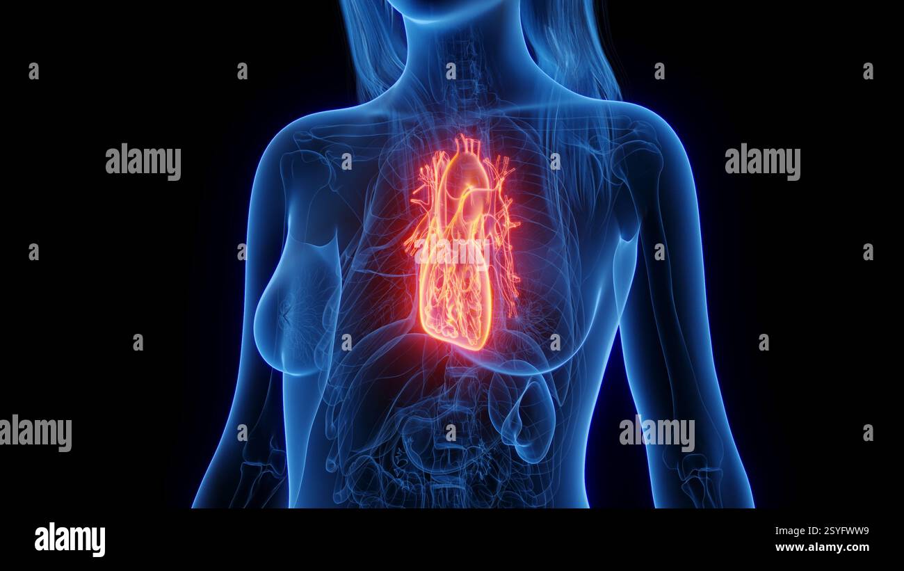Female heart, illustration Stock Photo - Alamy