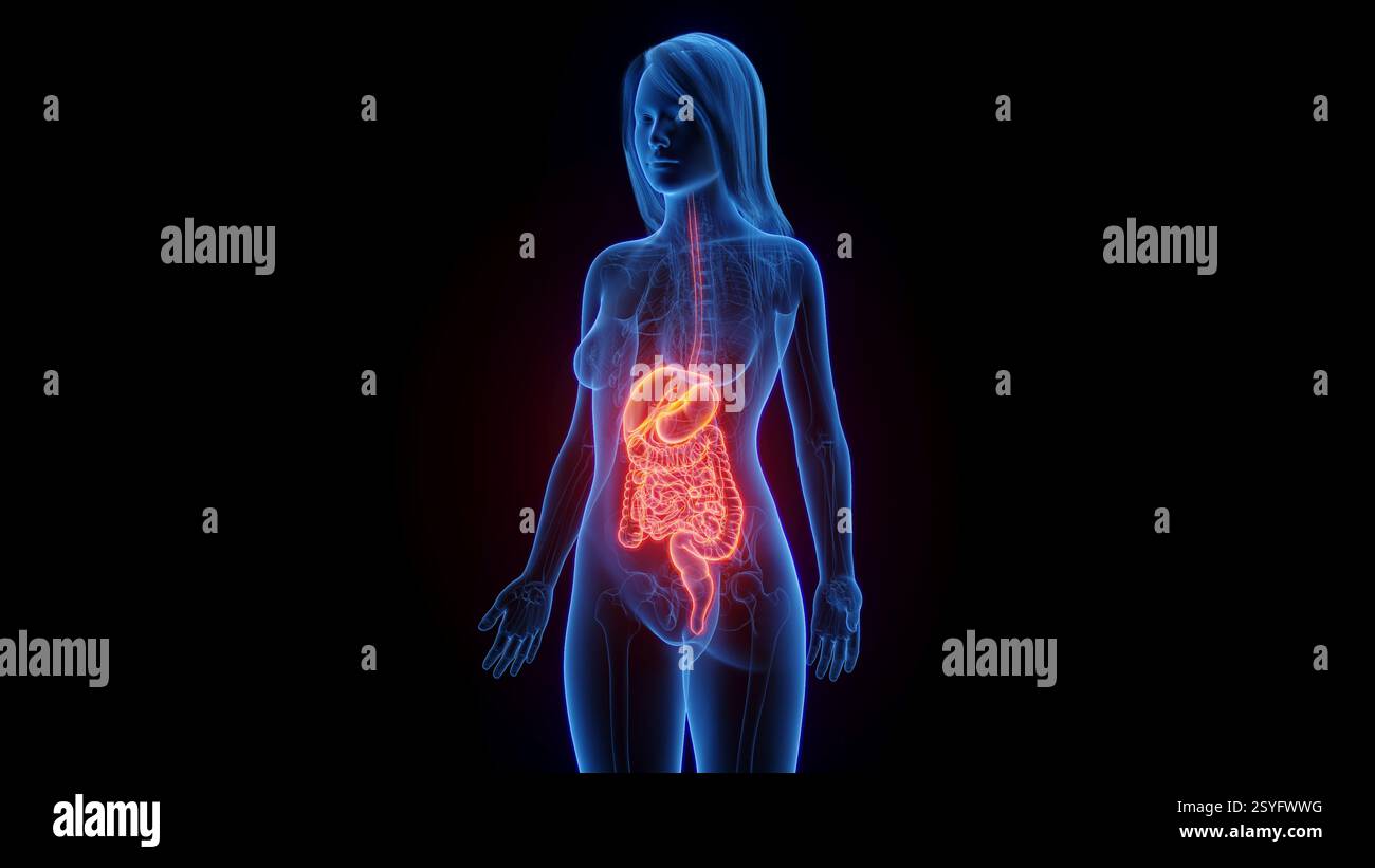 Female digestive system, illustration Stock Photo - Alamy