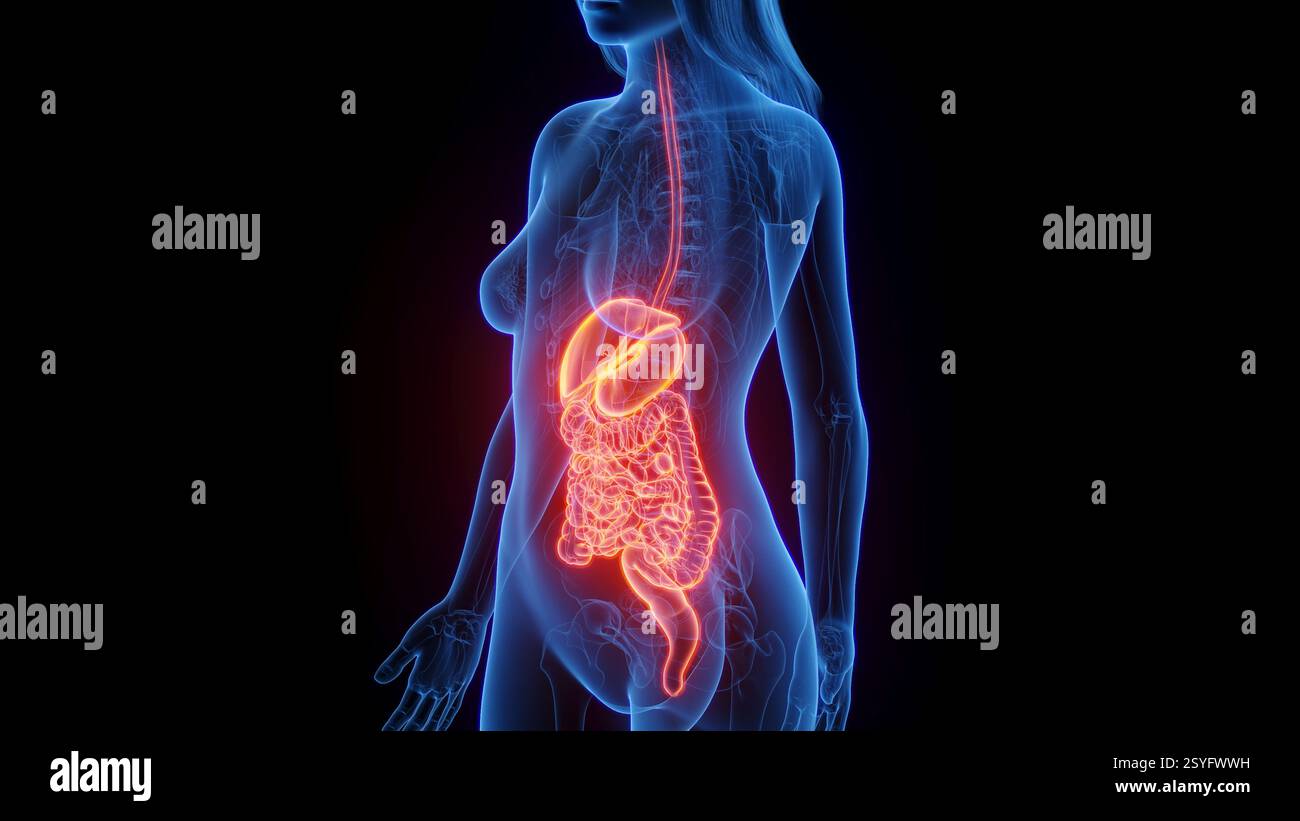 Female digestive system, illustration Stock Photo - Alamy