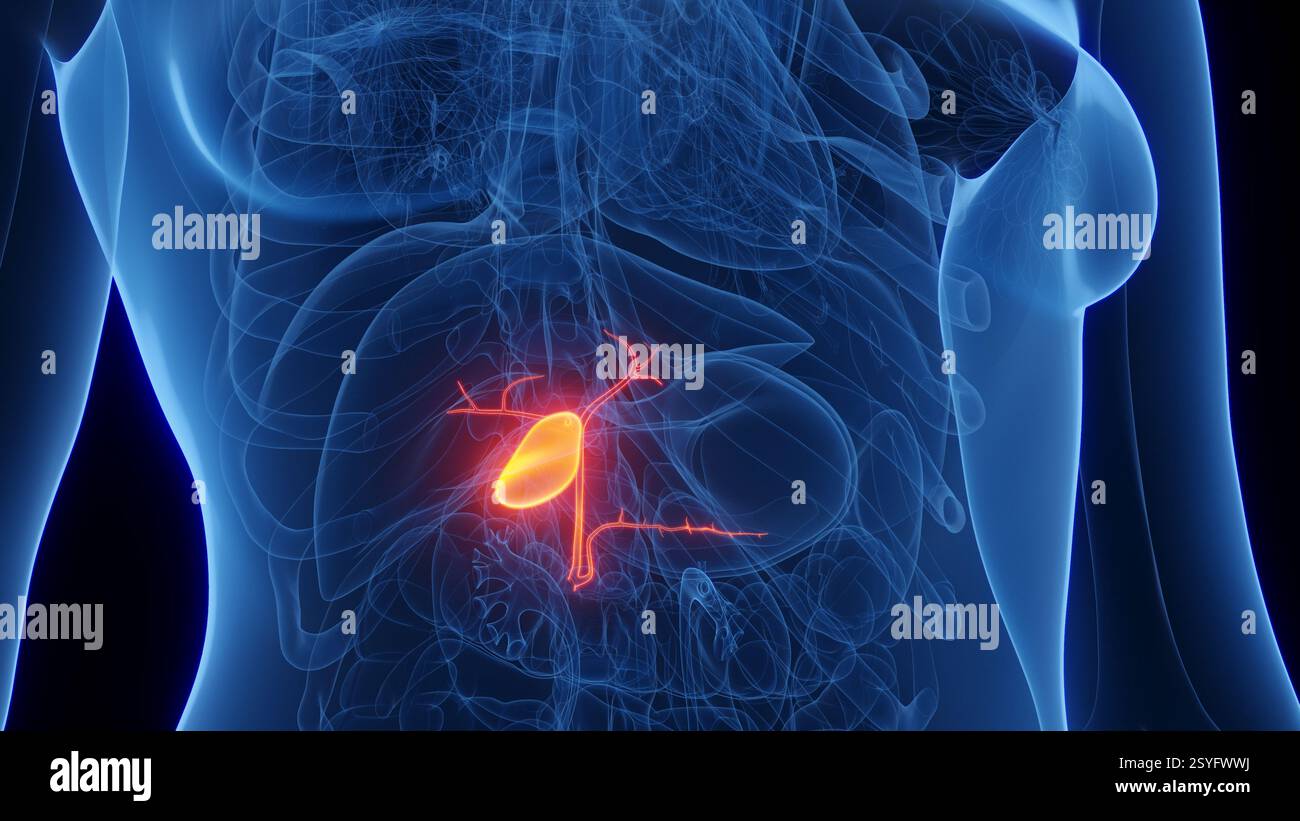 Female gallbladder, illustration Stock Photo - Alamy