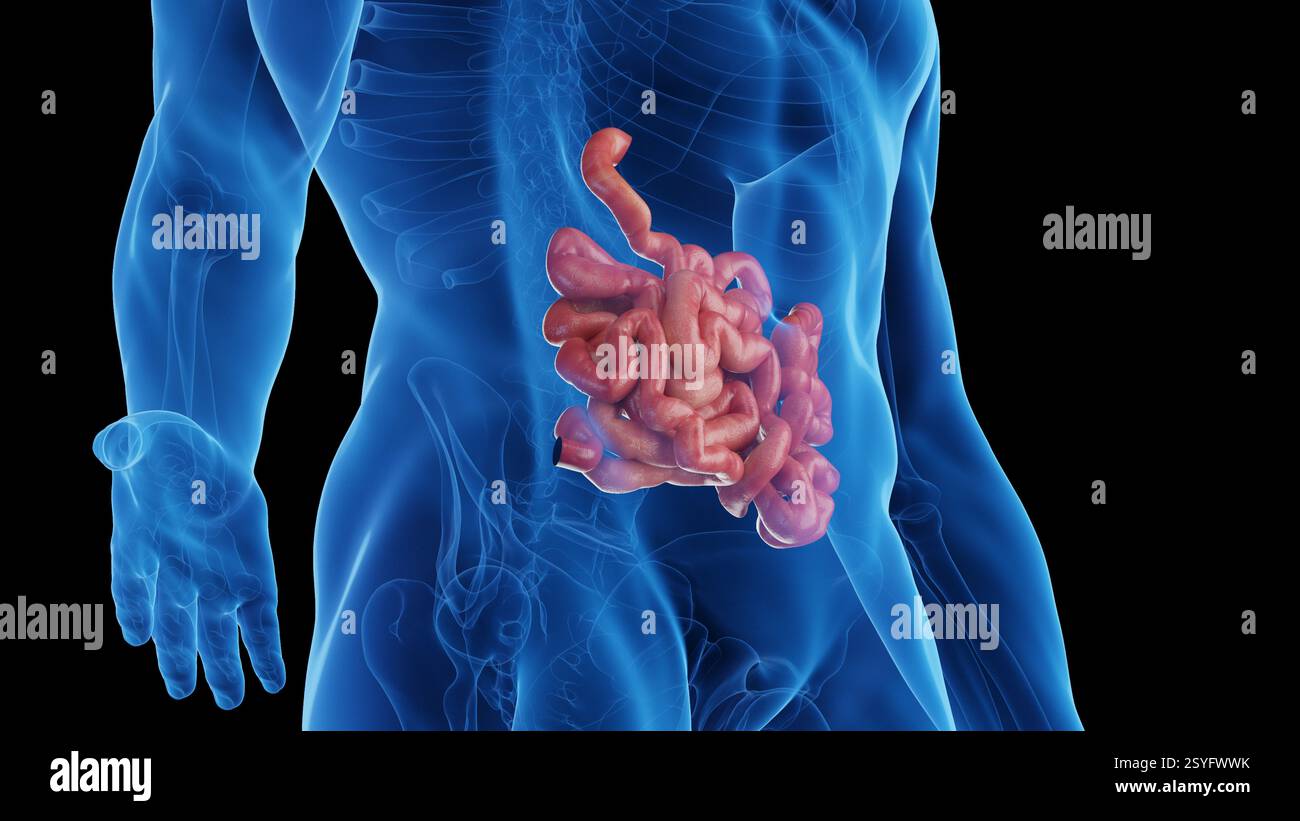 Male small intestine, illustration Stock Photo - Alamy