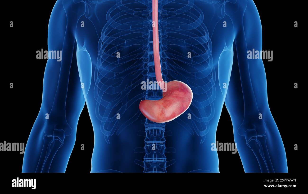Male stomach, illustration Stock Photo - Alamy
