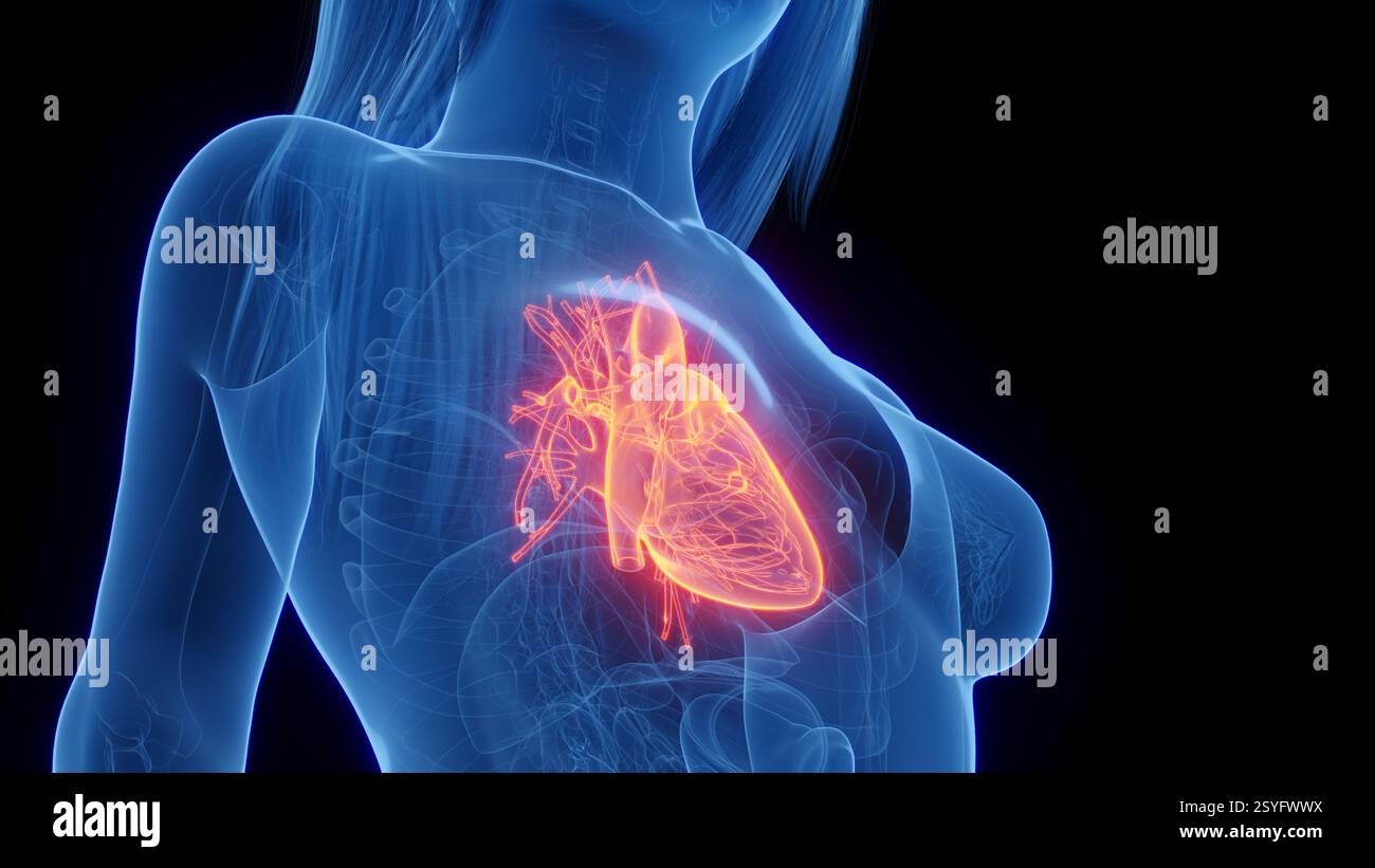 Female heart, illustration Stock Photo - Alamy